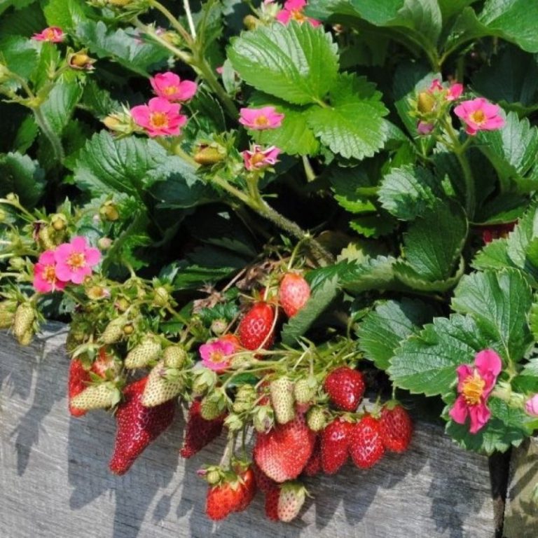 Kategorija: Braškės ir žemuogės | Tado Ūkis