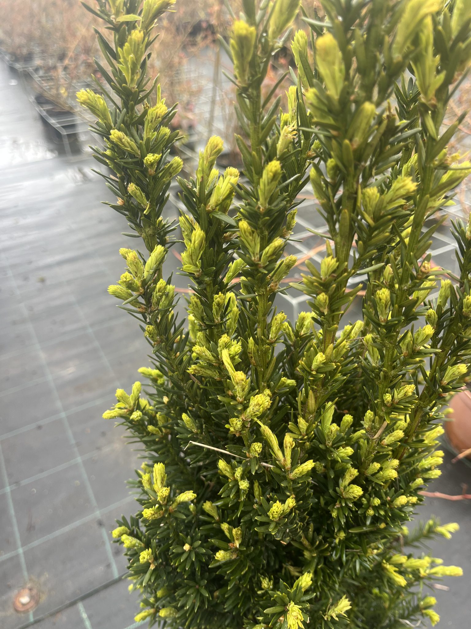 Tarpinis kukmedis ‘Hicksii’ | Tado Ūkis