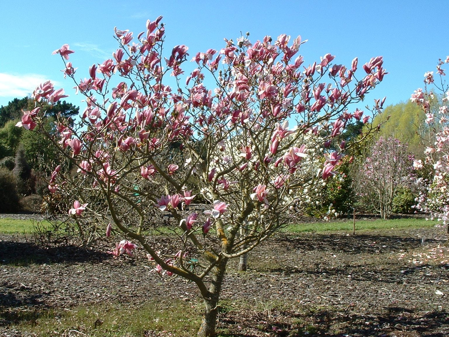 Magnolija ‘Royal Crown’ | Tado Ūkis