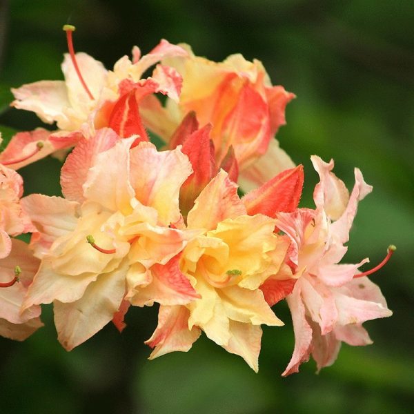 Koloniniai vaismedžiai internetu | Pristatymas į namus | Tado Ūkis