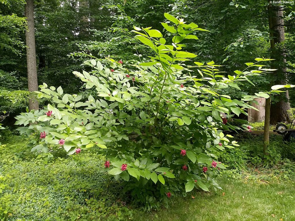 Kalikantas ‘Hartlage Wine’ | Tado Ūkis