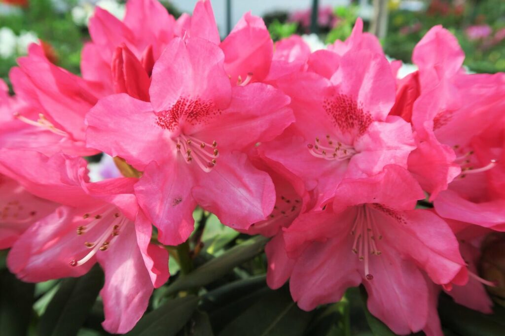 Stiebinis rododendras ‘Sneezy‘ | Tado Ūkis