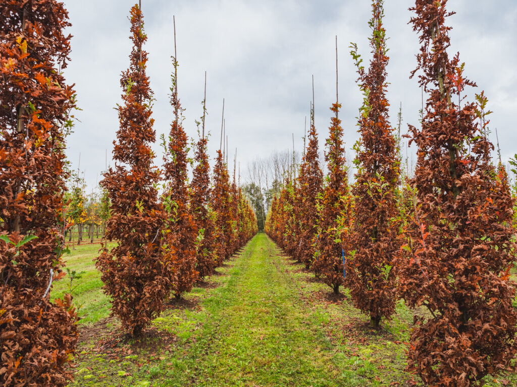 Ąžuolas raudonasis ‘Crimson Spire’ syn.Crimschmidt | Tado Ūkis