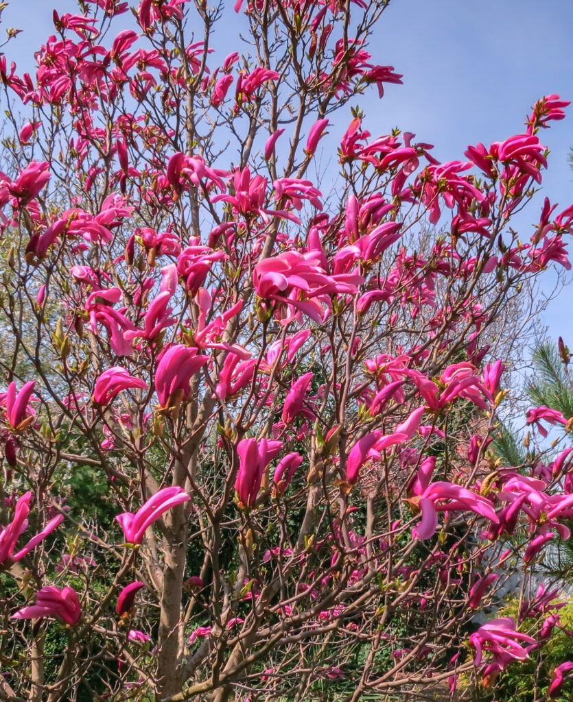 Magnolija ‘Susan’ | Tado Ūkis