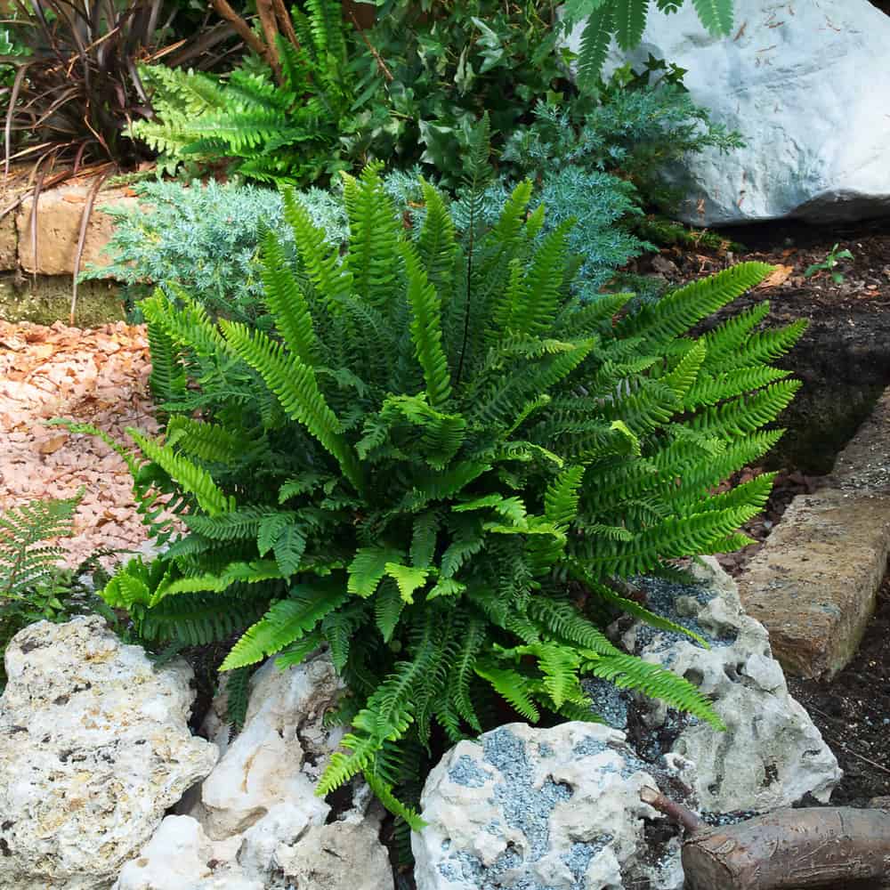 Unksmenė ‘Stripetti’ | Tado Ūkis